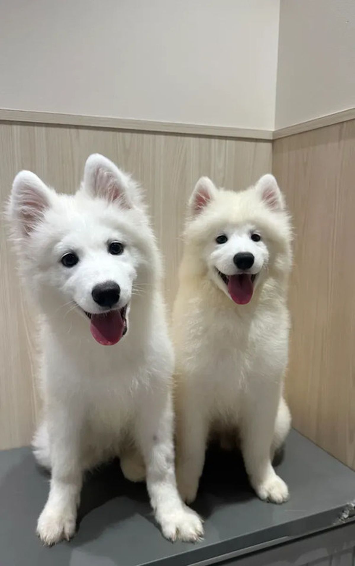 Samoyed Cafe Al Kawagoe - คู่มือร้านอาหาร - TableCheck