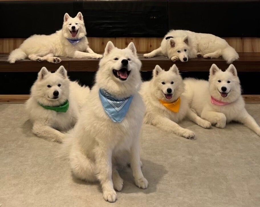 Samoyed Bichon cafe Nara - Restaurant Guide - TableCheck