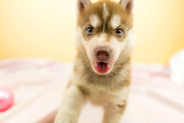 HUSKY CAFE TOKYO（ハスキーカフェ東京） - Restaurant Guide - TableCheck